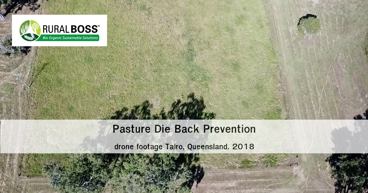 Pasture die back prevention Tairo Queensland